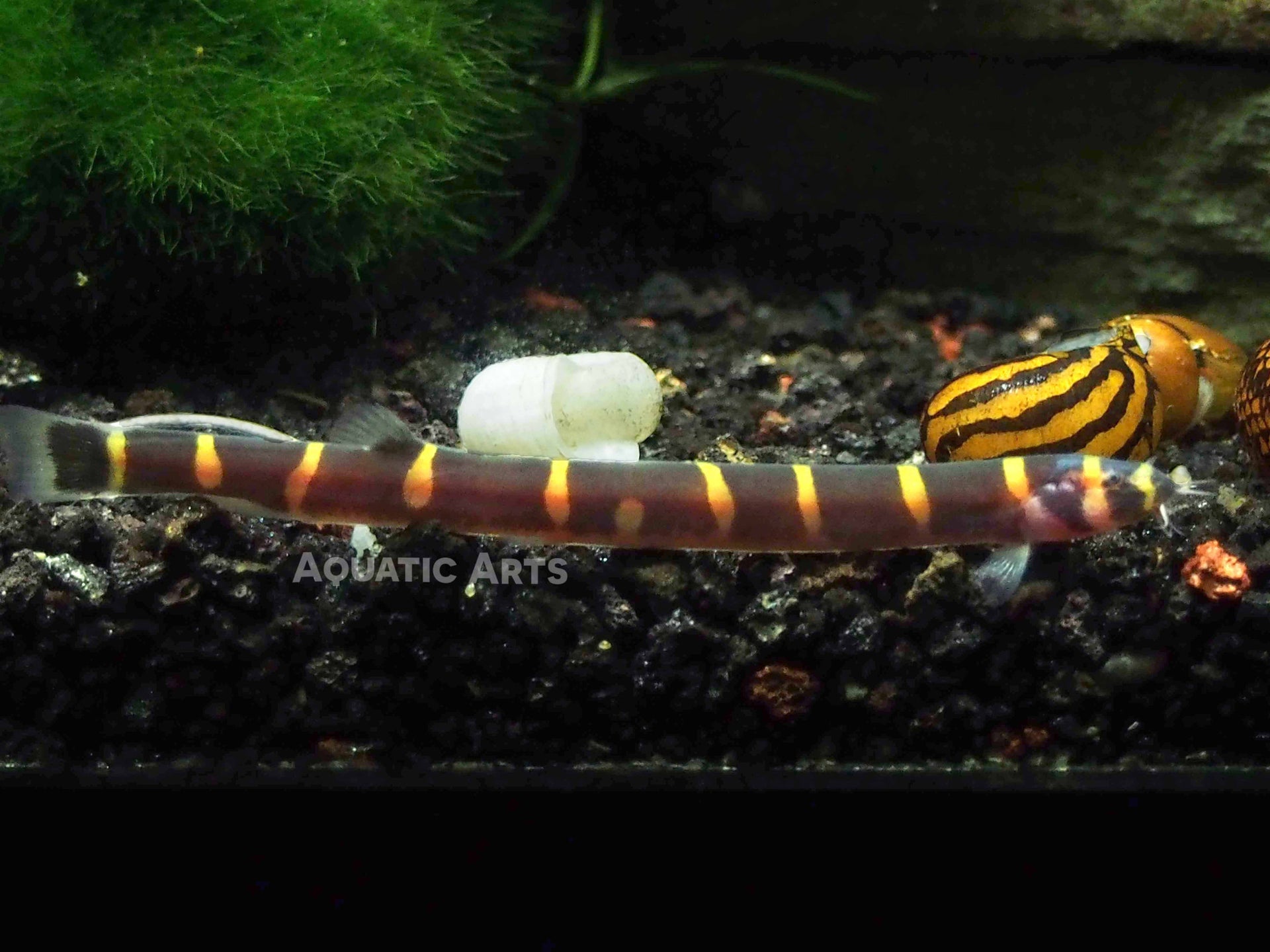 Striped Kuhli Loach (Pangio semicincta/kuhlii) - Aquatic Arts