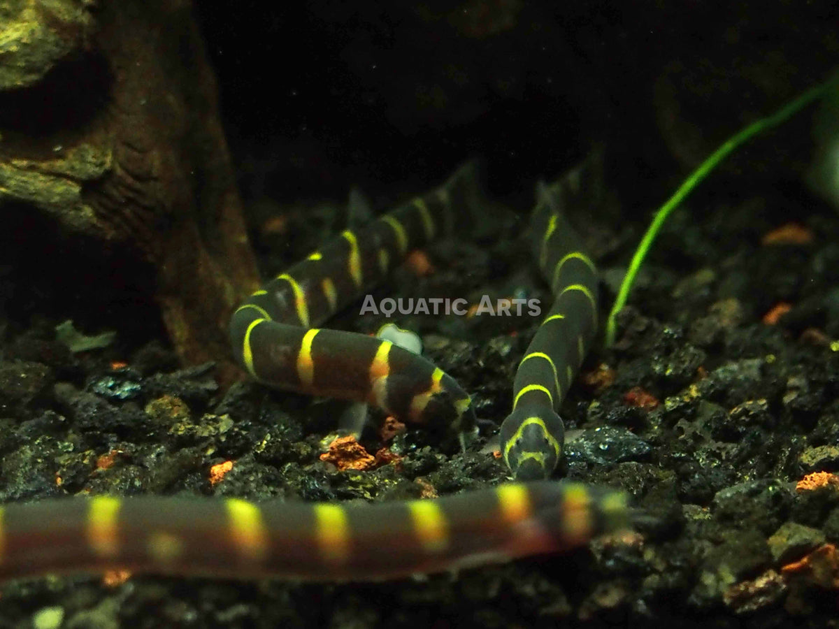 Striped Kuhli Loach (Pangio semicincta/kuhlii) - Aquatic Arts
