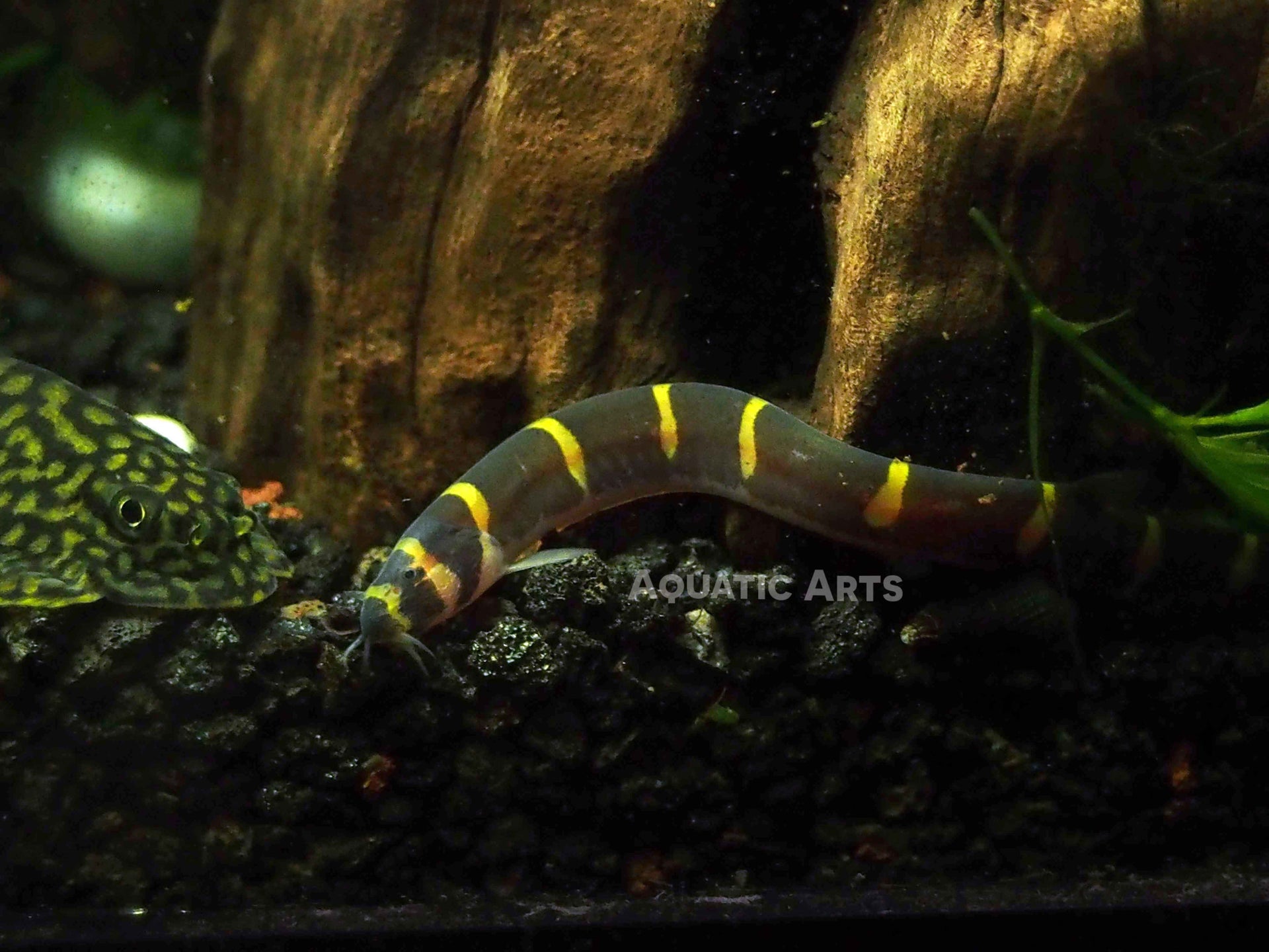 Striped Kuhli Loach (Pangio semicincta/kuhlii) - Aquatic Arts