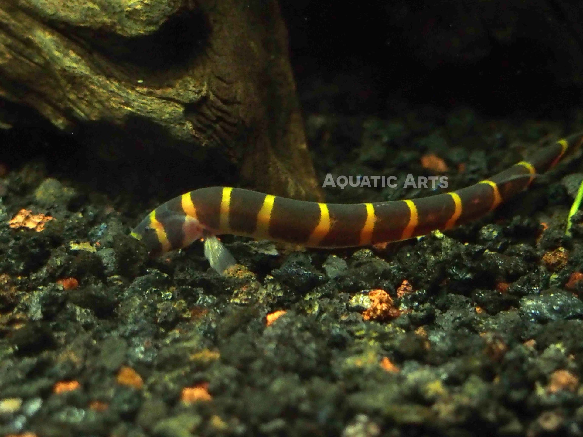 Striped Kuhli Loach (Pangio semicincta/kuhlii) - Aquatic Arts
