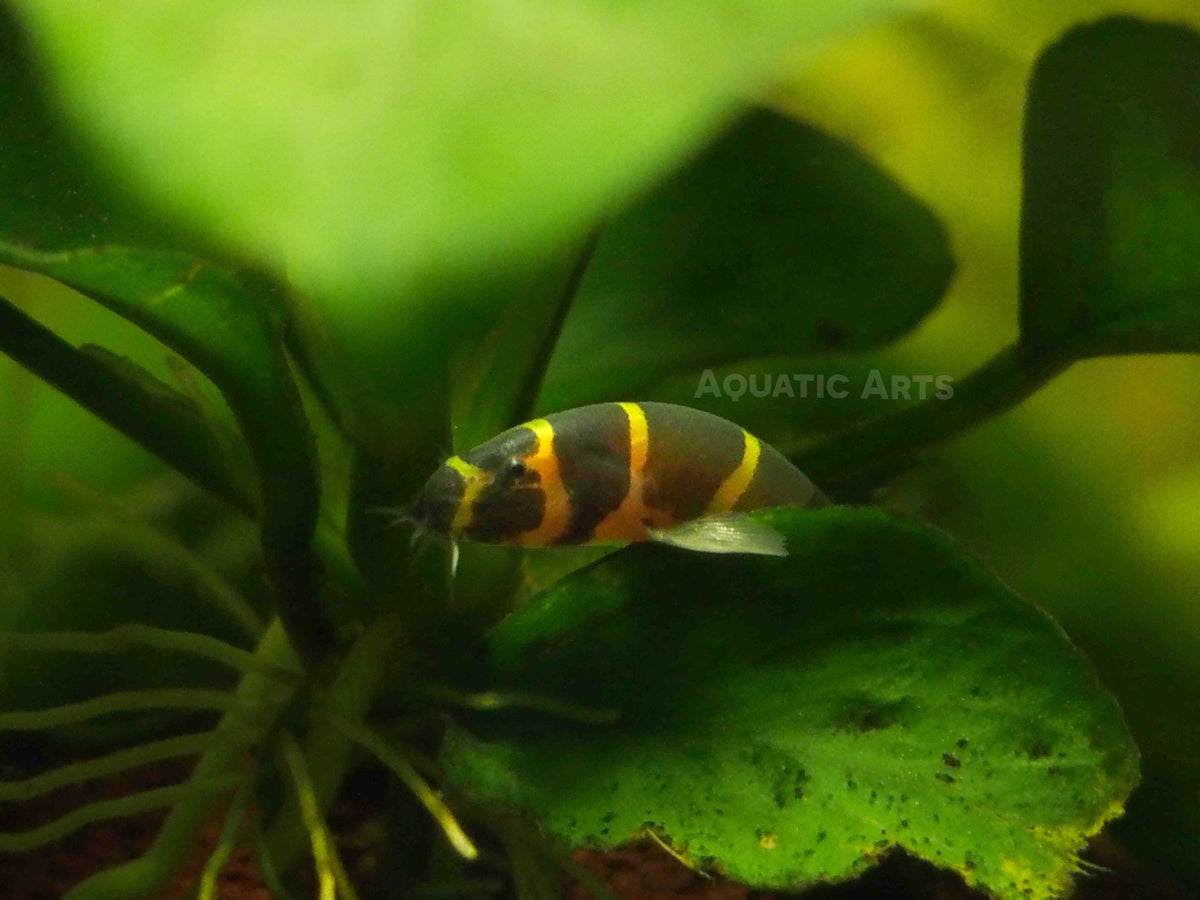 Striped Kuhli Loach (Pangio semicincta/kuhlii) - Aquatic Arts
