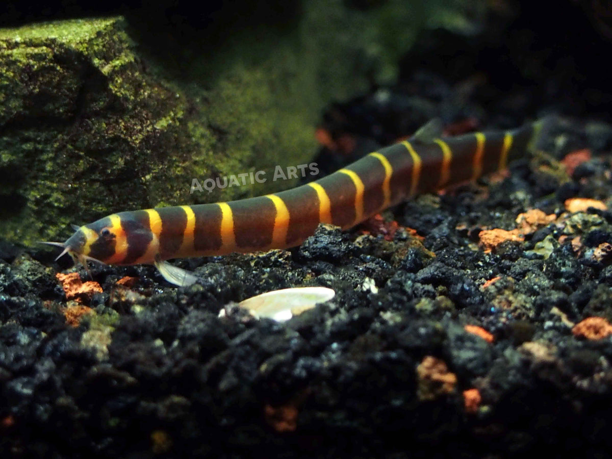 Striped Kuhli Loach (Pangio semicincta/kuhlii) - Aquatic Arts