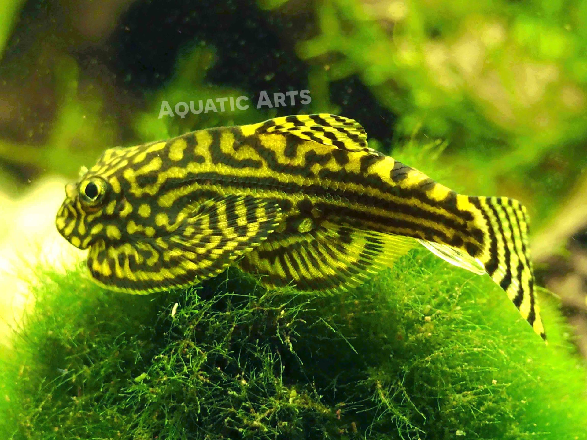 Reticulated Hillstream Loach (Sewellia lineolata) - Aquatic Arts