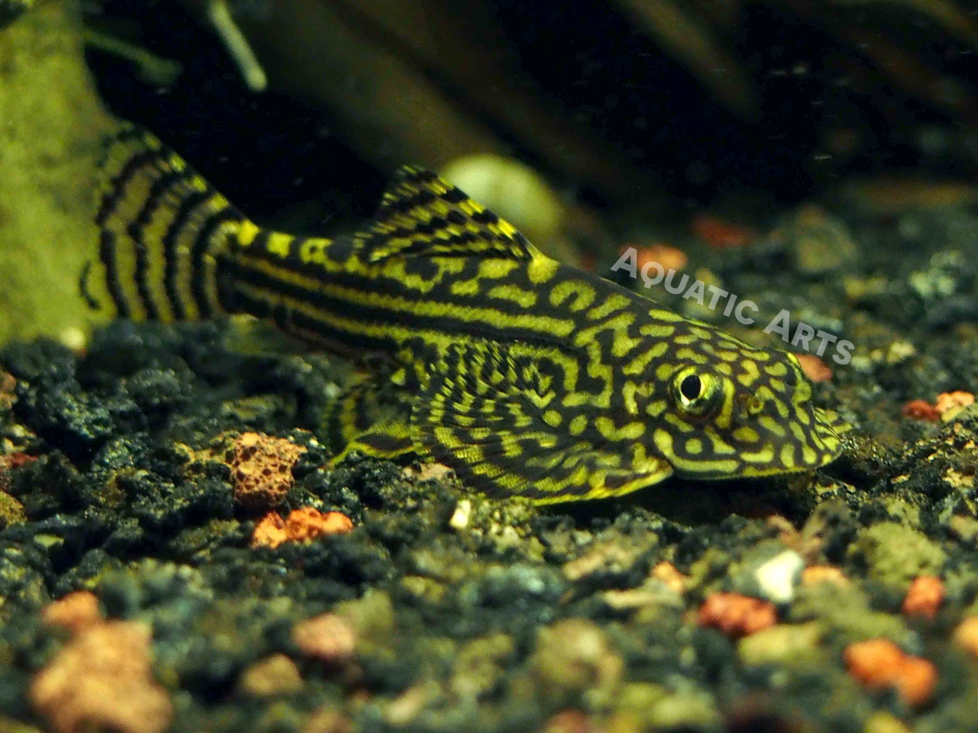 Reticulated Hillstream Loach (Sewellia lineolata) - Aquatic Arts